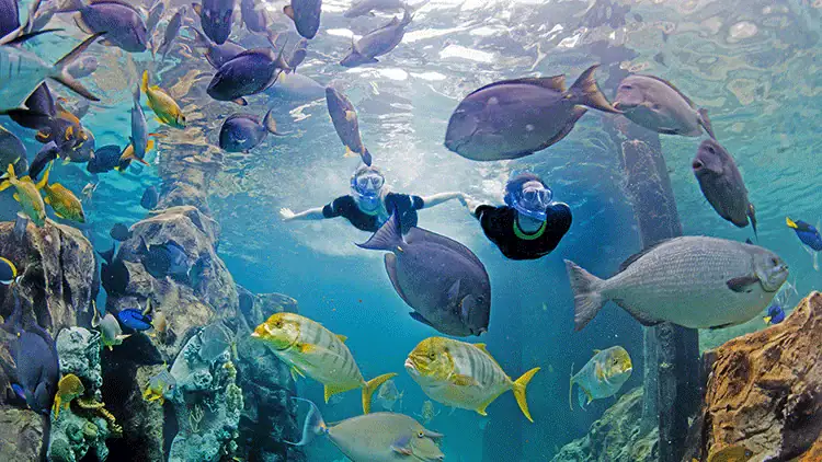 Discovery Cove Orlando: Tickets, Dolphin Swim, and What's Included ...
