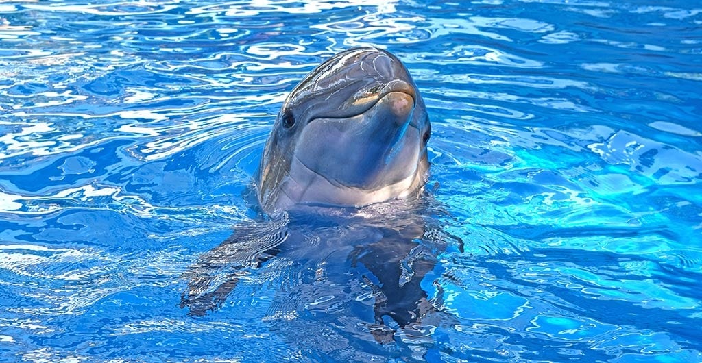 SeaWorld Orlando (2026): Rides, Tickets, Animals, and Park Hours | Deep ...