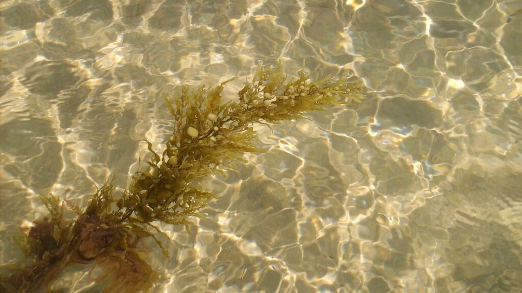 Record Sargassum Bloom Hits Florida Beaches 2026